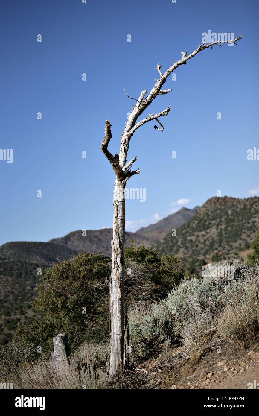 At tree snag hi-res stock photography and images - Alamy