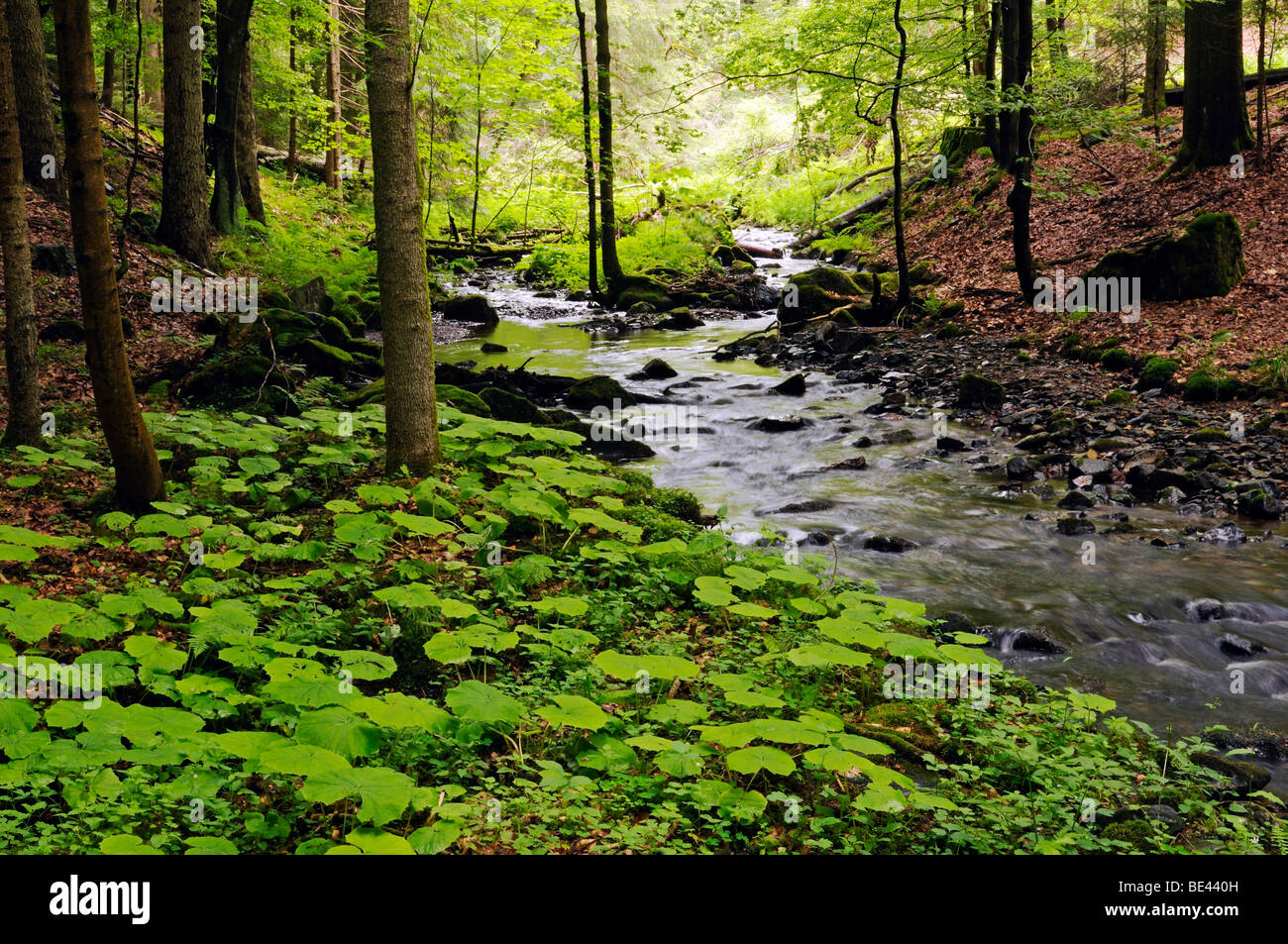 Primeval forest in the Vessertal valley, Biosphaerenreservat Vessertal ...