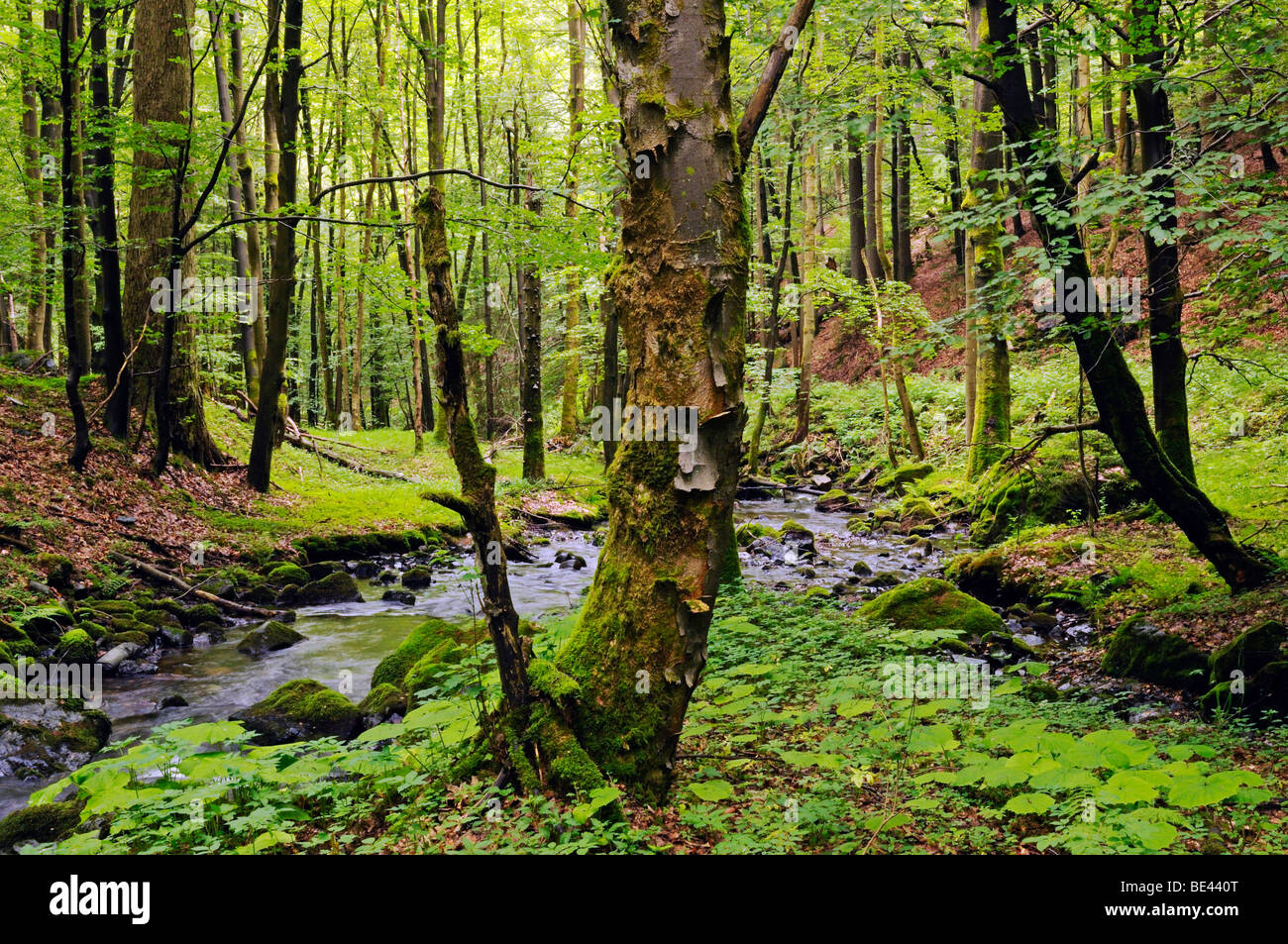 Primeval forest in the Vessertal valley, Biosphaerenreservat Vessertal ...