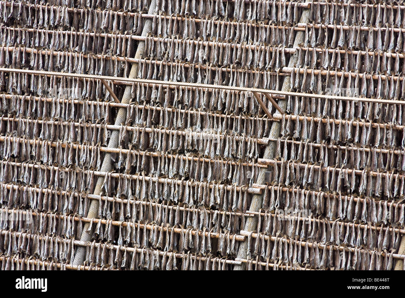 Racks of drying cod, known as stockfish, in Honningsvag, Norway Stock ...