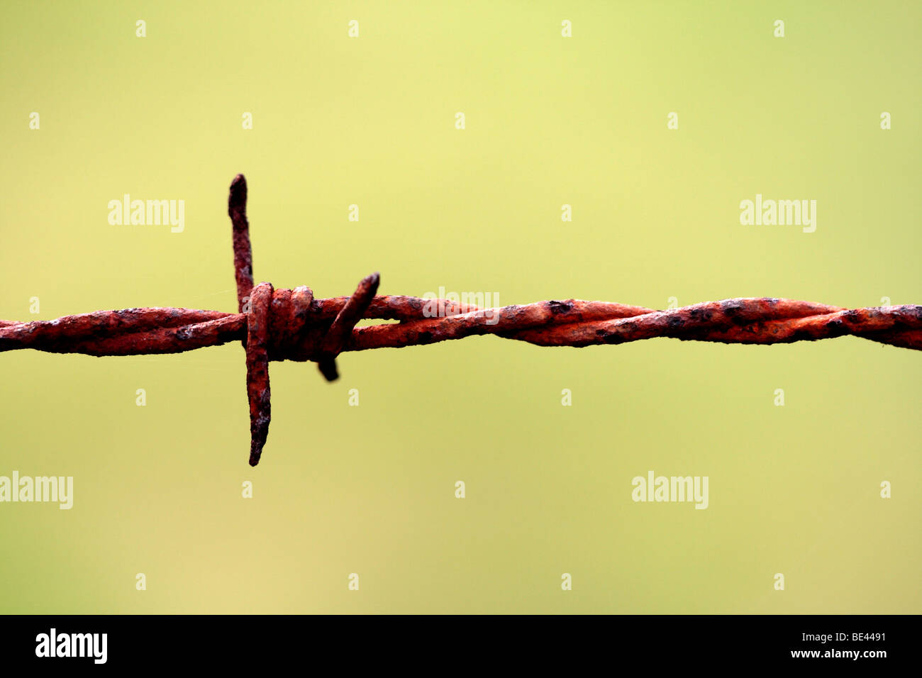 Barbed spine hi-res stock photography and images - Alamy