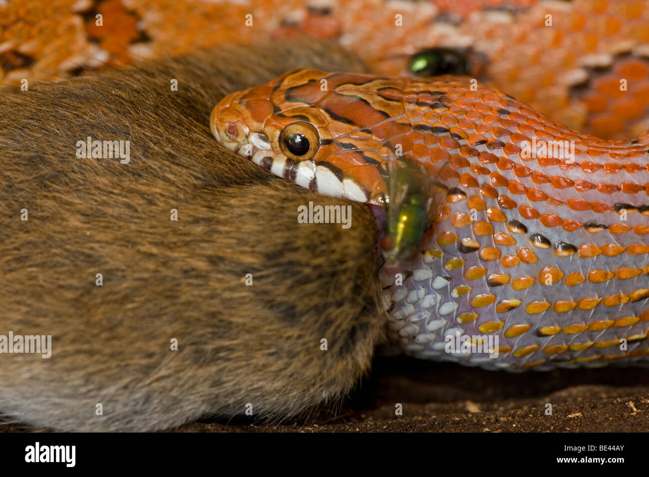 Elaphe guttata corn snake hi-res stock photography and images - Alamy