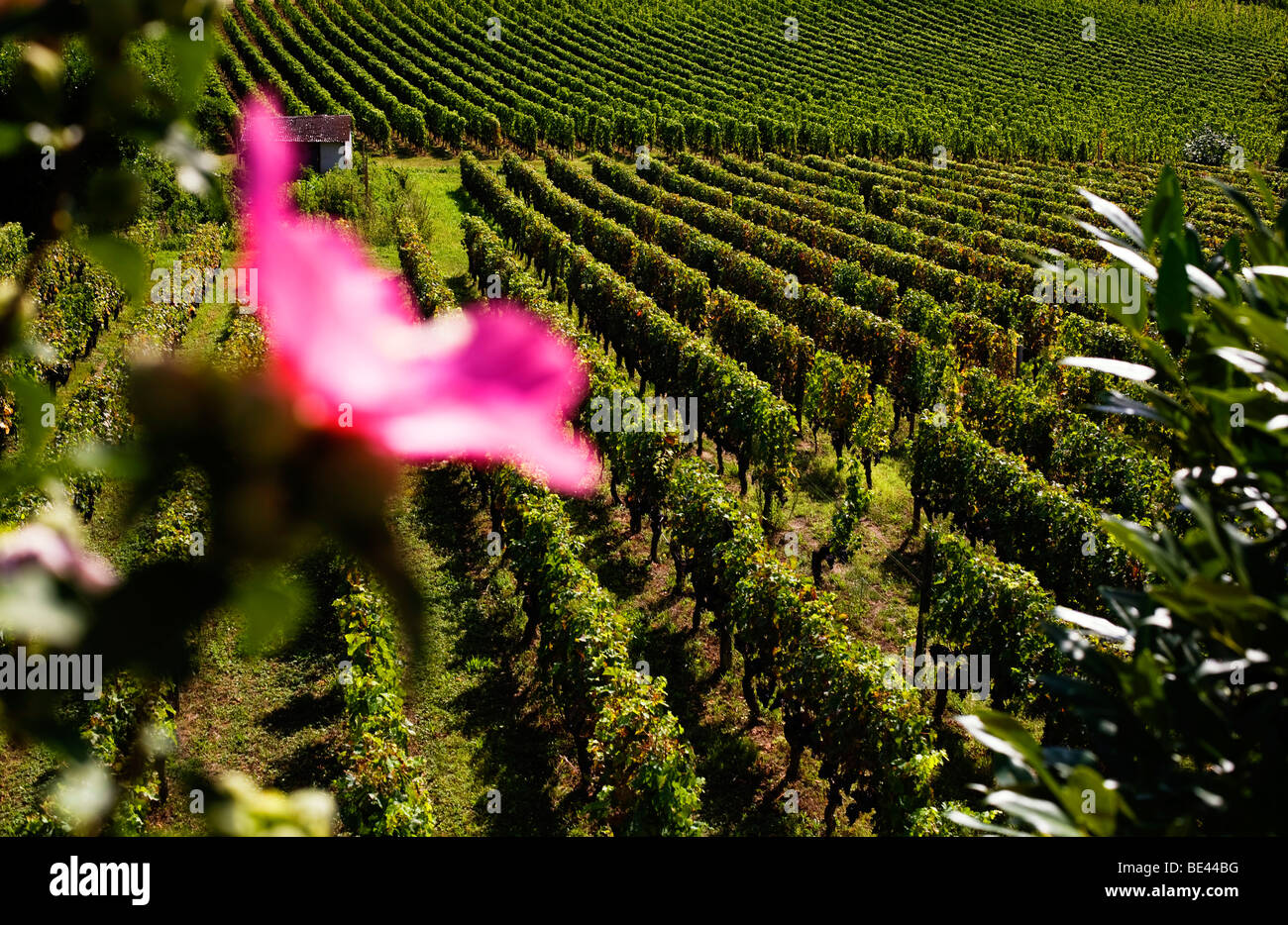 Bordeaux vineyard vineyards hi-res stock photography and images - Alamy
