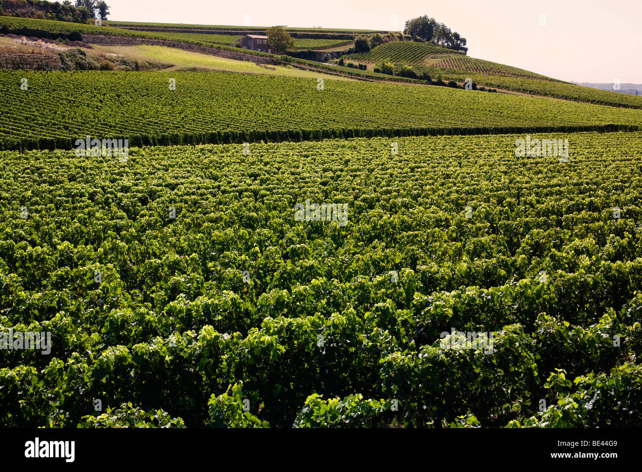 Bordeaux vineyard vineyards hi-res stock photography and images - Alamy