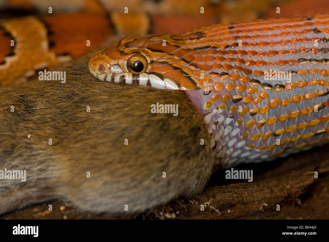 Corn Snake (Elaphe guttata guttata) Eating Mouse - Captive - USA Stock ...