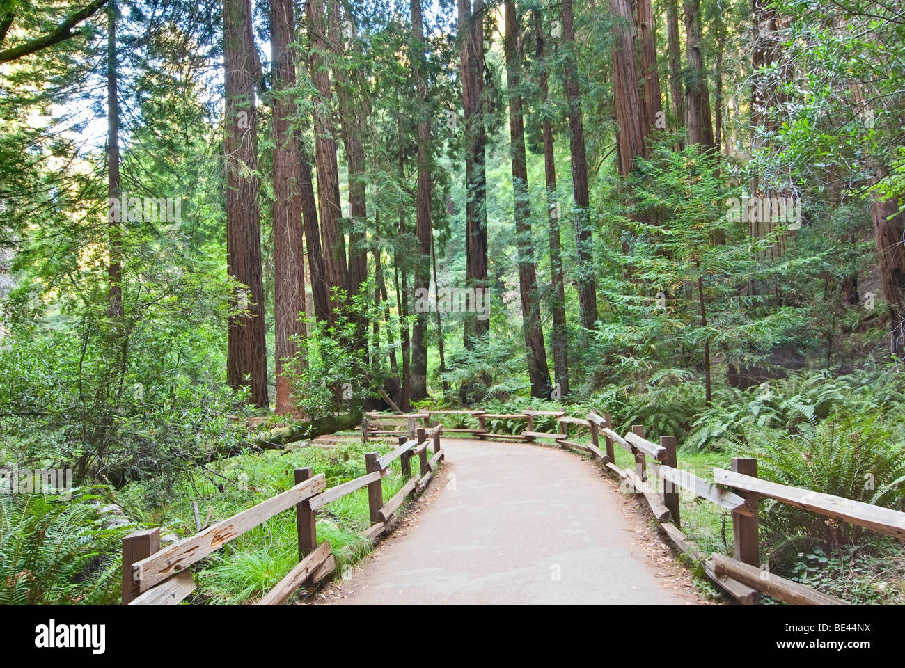 Redwood Forest of Muir Woods National Monument Stock Photo - Alamy