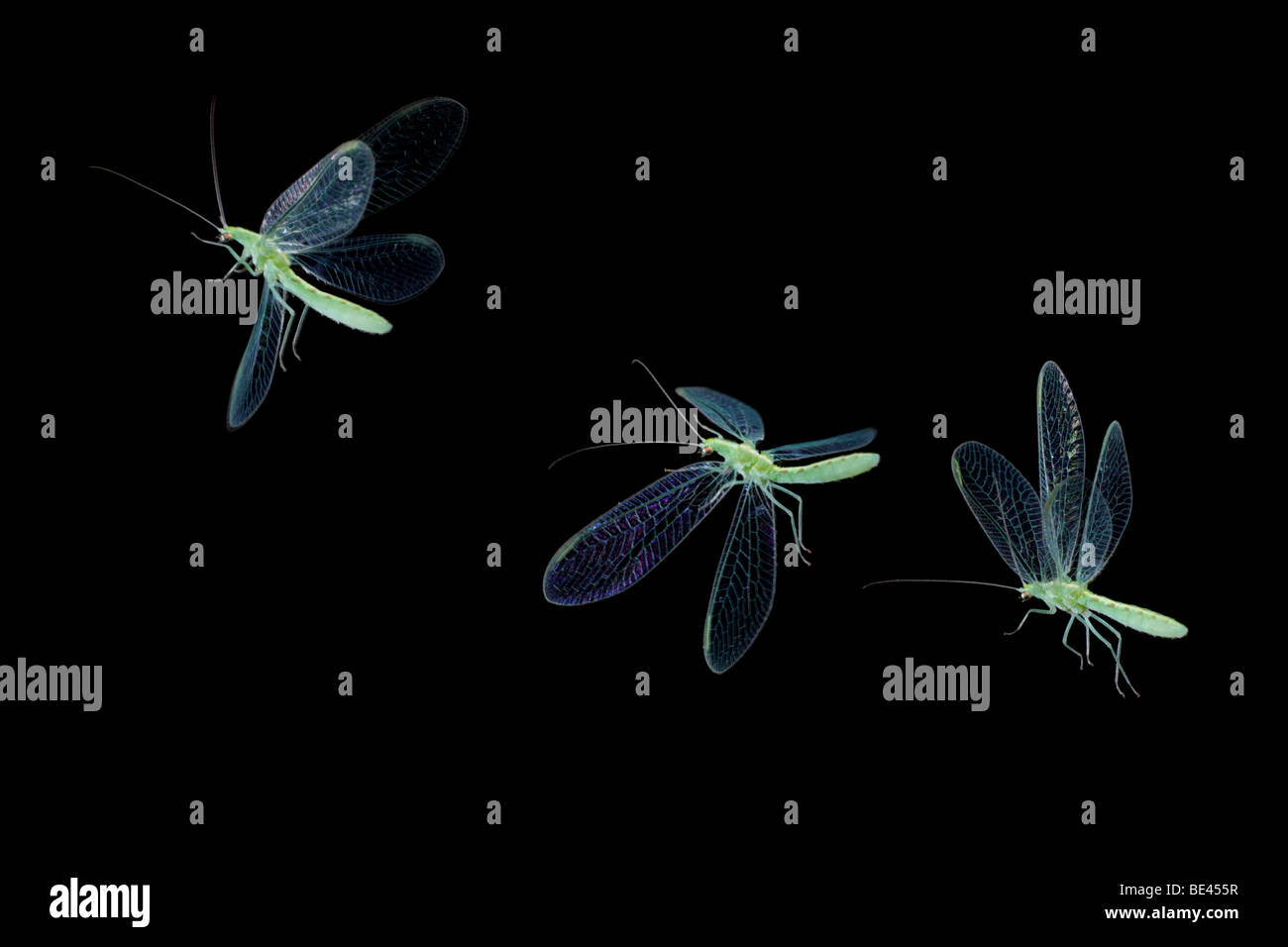Lacewing Chrysoperla carnea in flight Stock Photo - Alamy