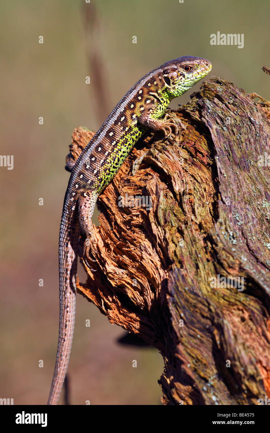 Sand Lizard (Lacerta agilis), male Stock Photo - Alamy