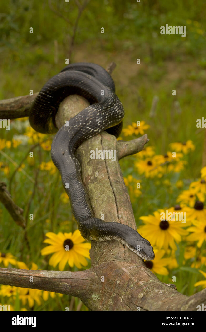 Eastern Ratsnake (Elathe alleganiensis) also known as Black Ratsnake ...