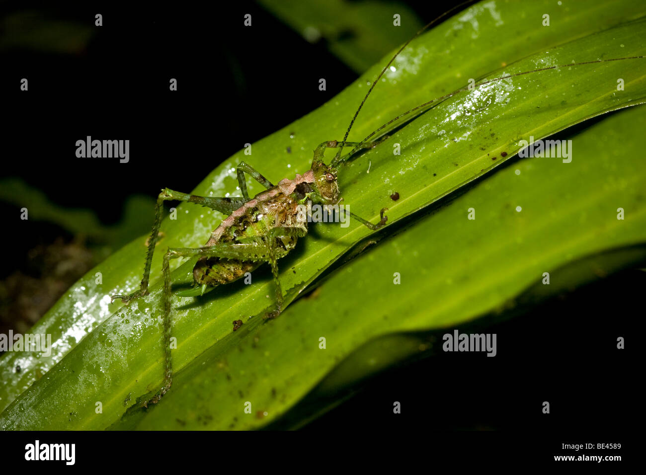 A well-camouflaged katydid, family Tettigoniidae, order Orthoptera ...