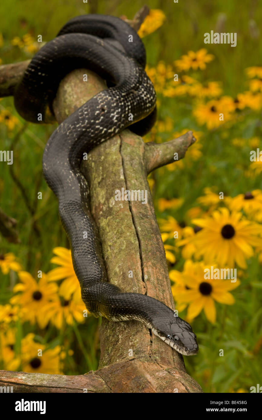 Eastern Ratsnake (Elathe alleganiensis) also known as Black Ratsnake ...