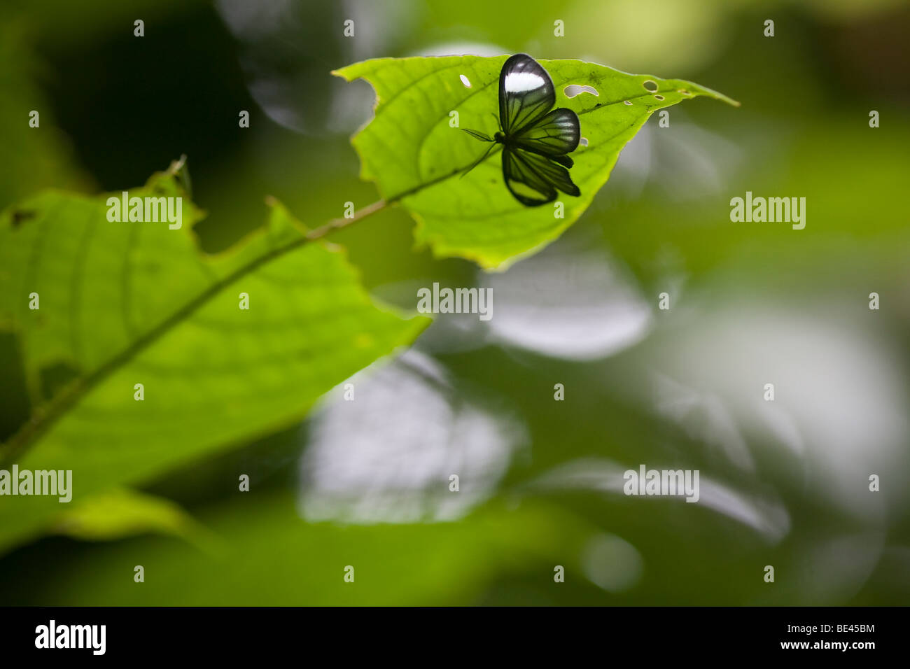 A day-active moth. Photographed in Costa Rica Stock Photo - Alamy