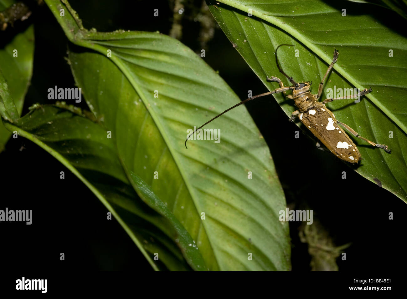A long-horned wood-boring beetle, family Cerambycidae, in the mountain ...