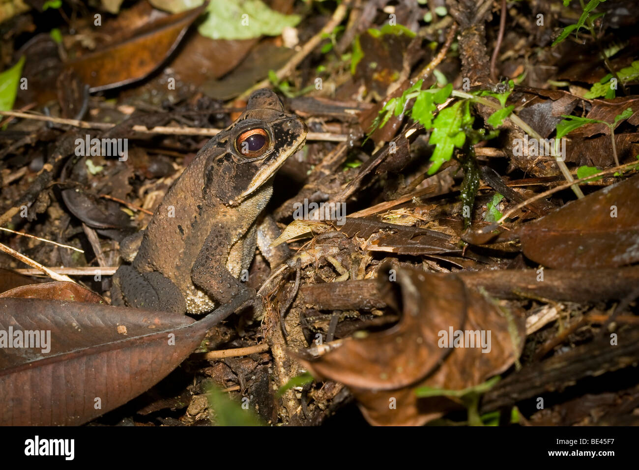 Wet forest toad (Incilius melanochlorus). Photographed in the mountain ...