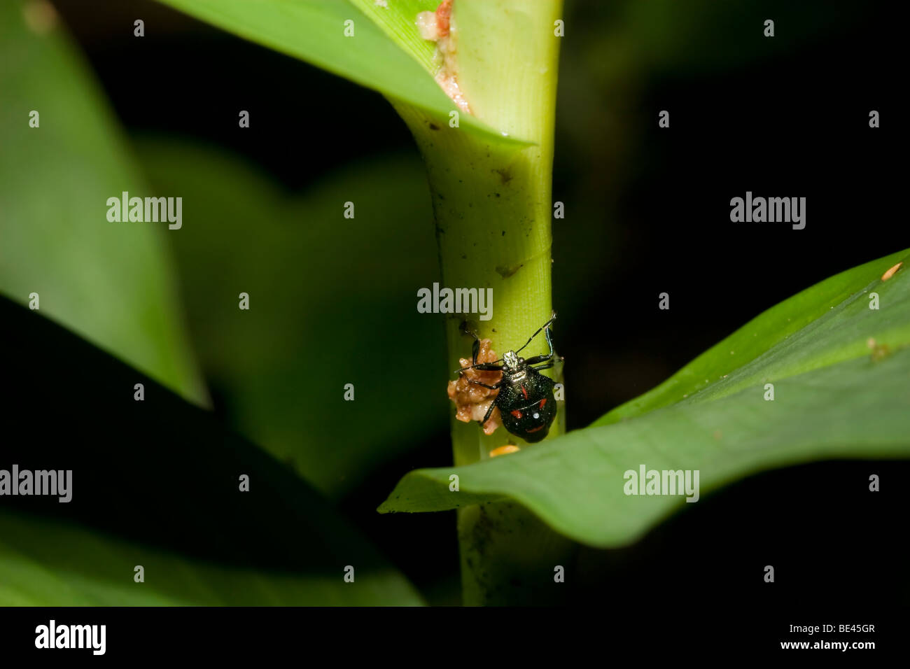 Costa rica hemiptera heteroptera hi-res stock photography and images ...