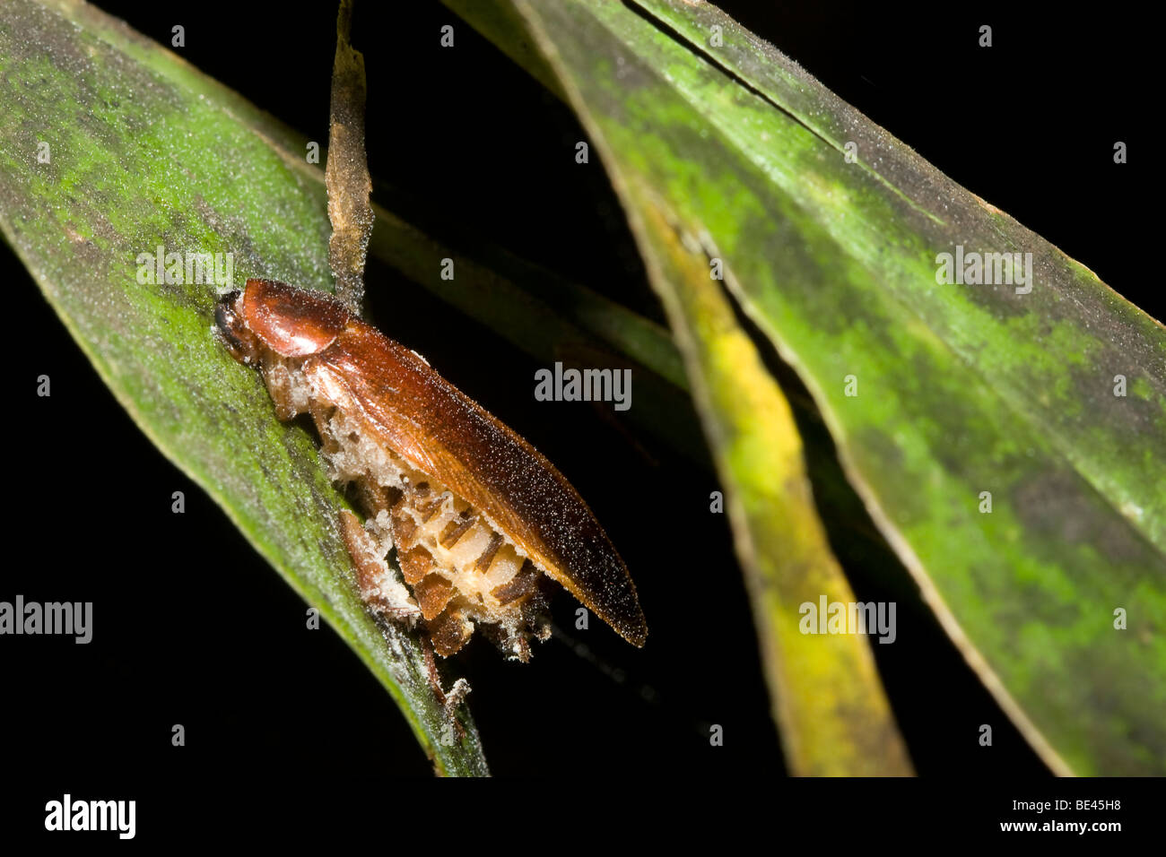 Cockroach, order Blattaria, destroyed by fungus. Photographed in Costa ...