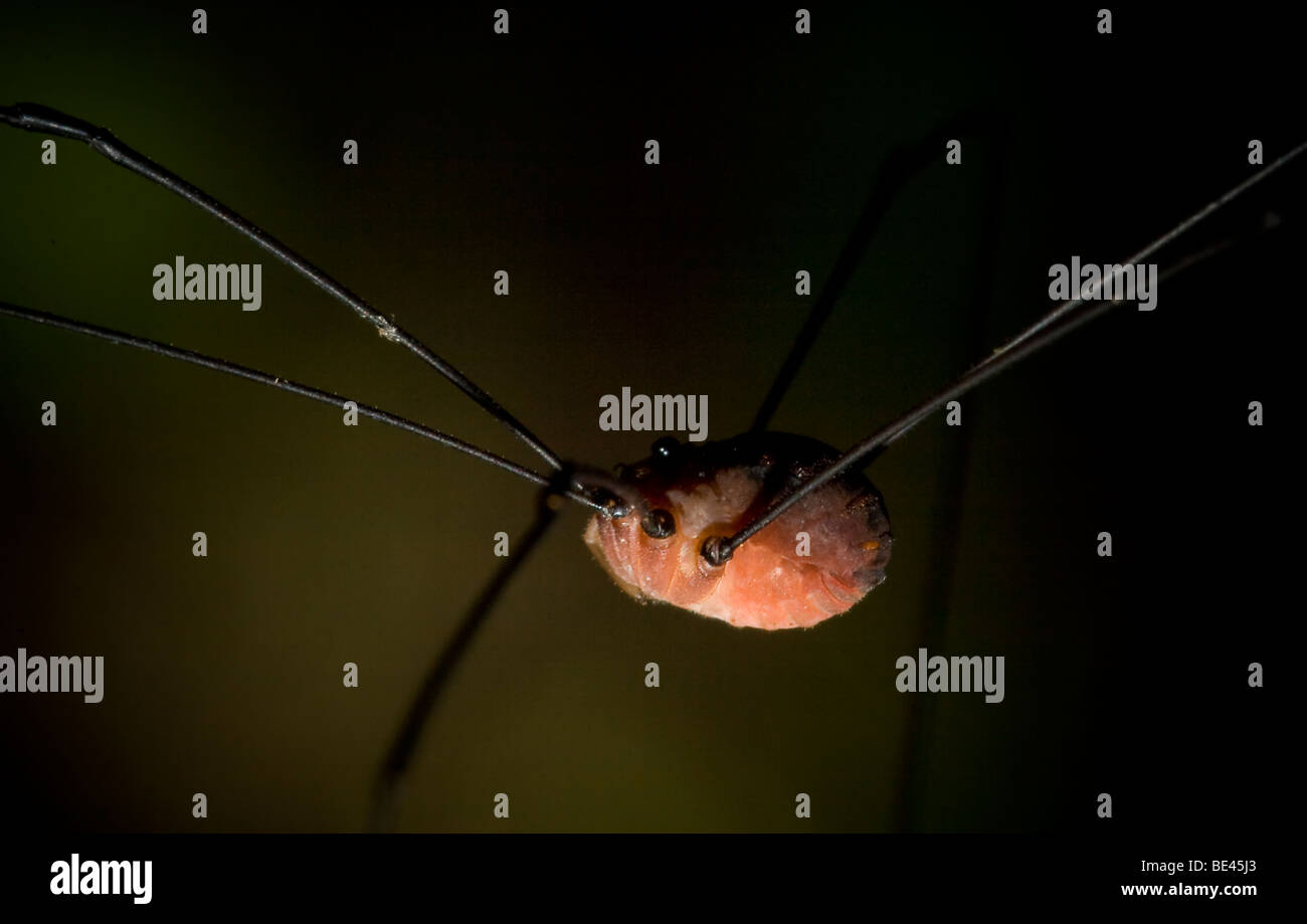 Close-up of a daddy long-leg Stock Photo - Alamy