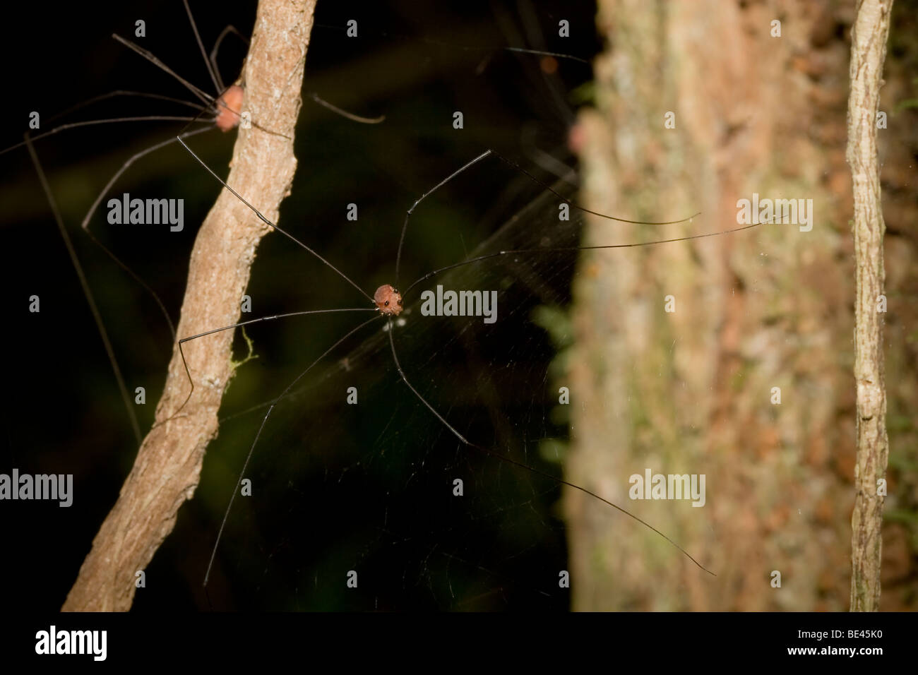 Group of daddy long-legs Stock Photo - Alamy