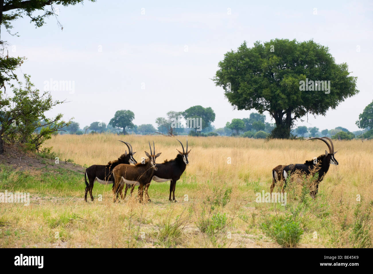 Sable antelope ( Hippotragus niger), Okavango Delta, Botswana Stock ...