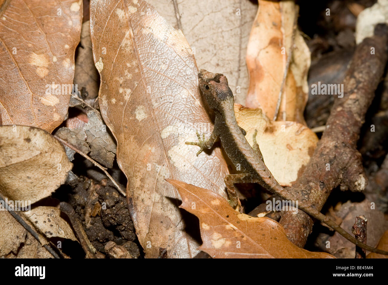 "Humble anole" (Anolis humilis) lizard in the montane rainforests of ...