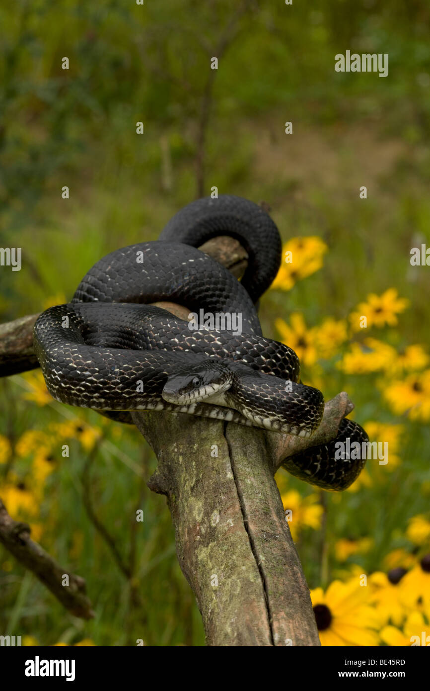Eastern Ratsnake (Elathe alleganiensis) also known as Black Ratsnake ...