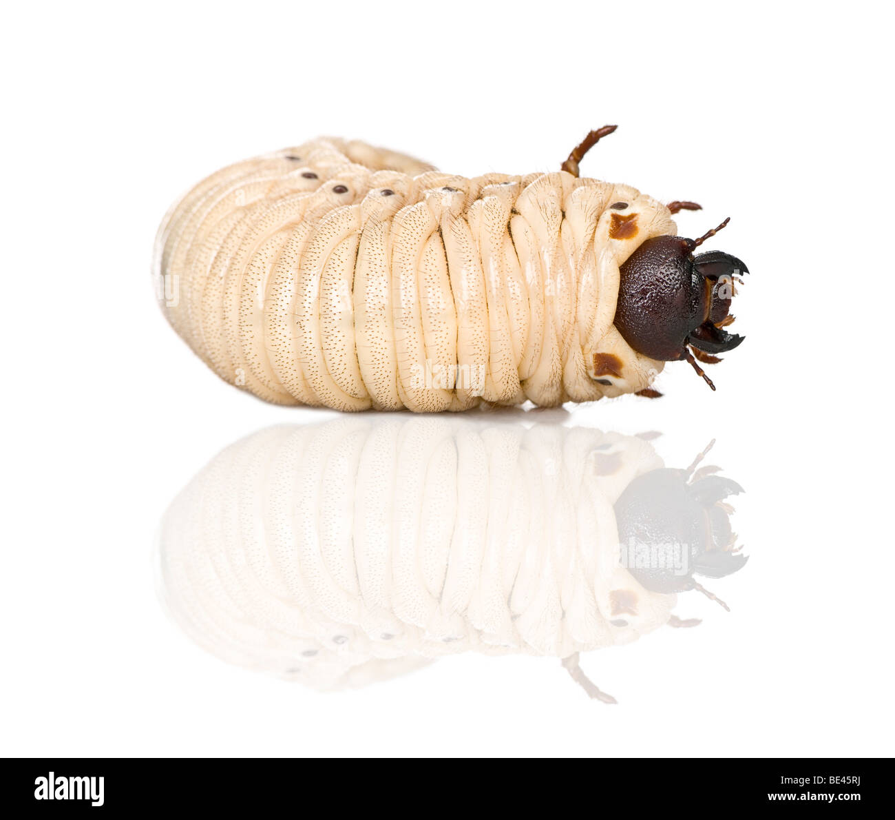 Larva of a Hercules beetle, Dynastes hercules, against white background ...