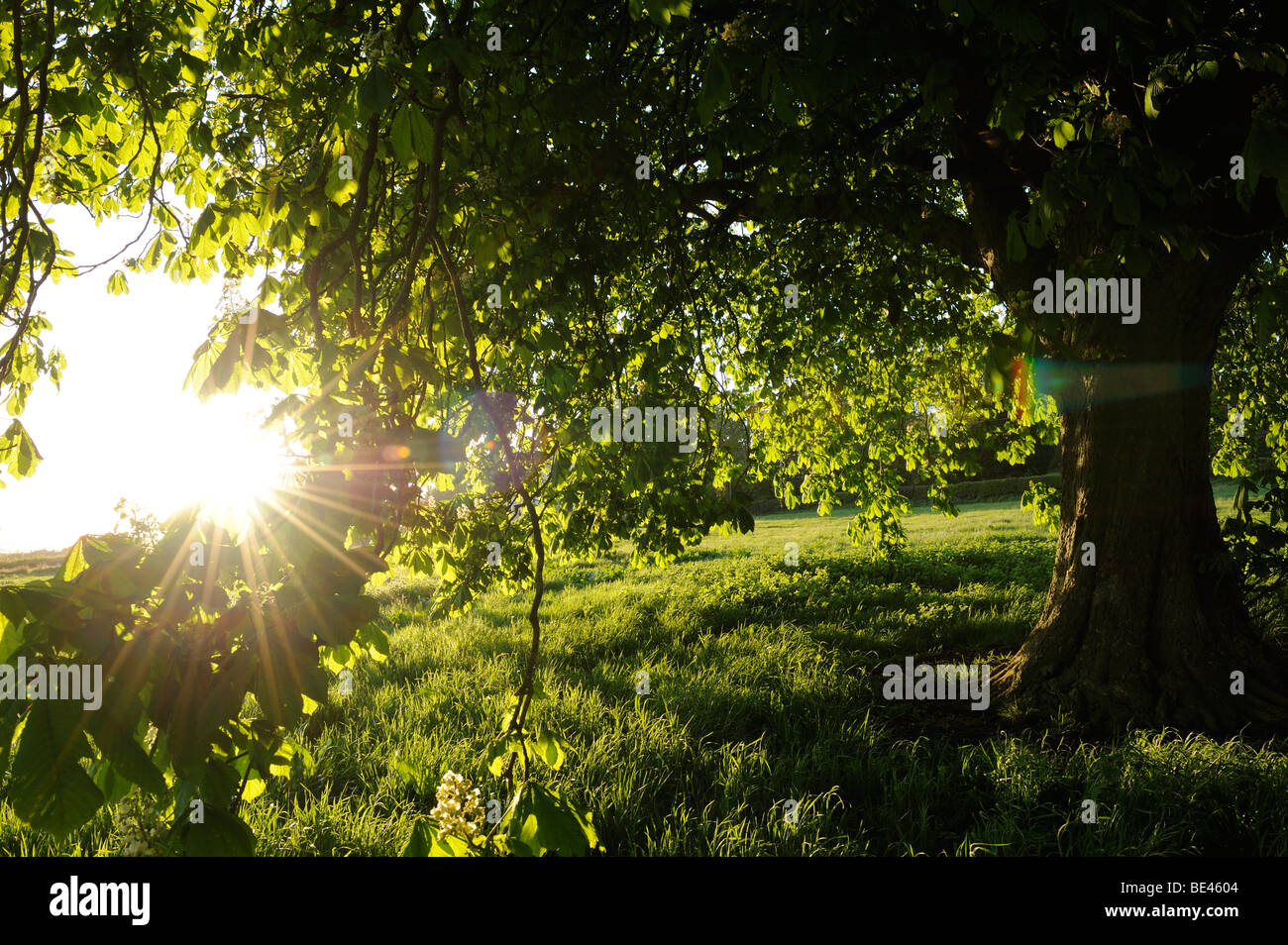 Tree leaves lit by the sun hi-res stock photography and images - Alamy