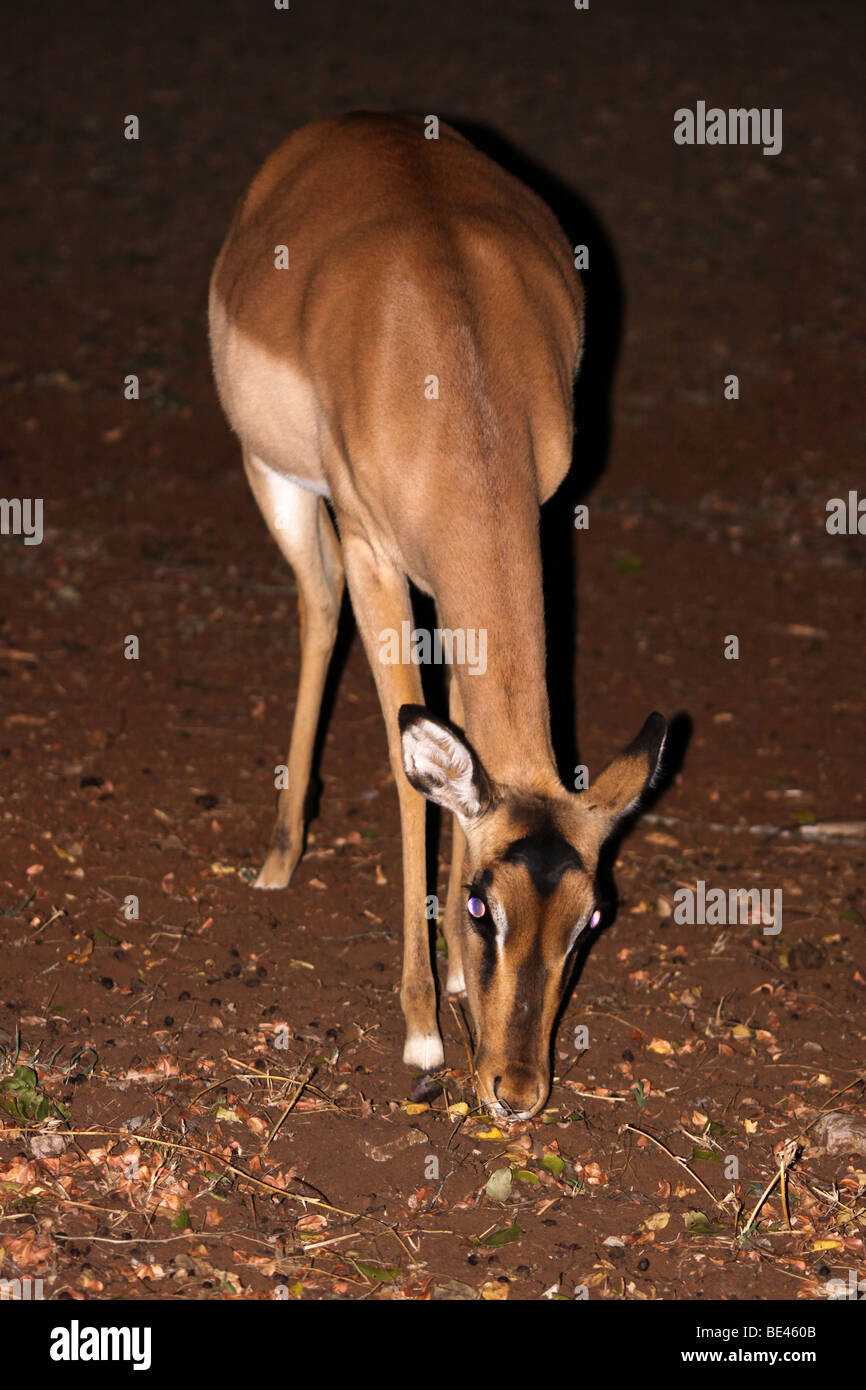 Impala eating hi-res stock photography and images - Alamy