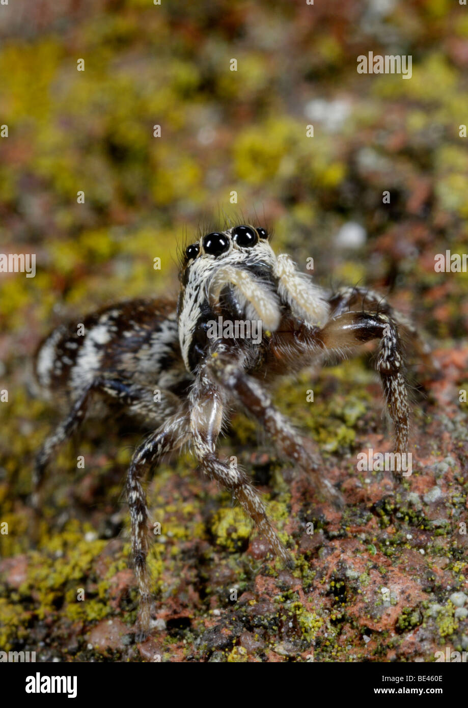 zebra jumping spider Salticus scenicus Stock Photo - Alamy