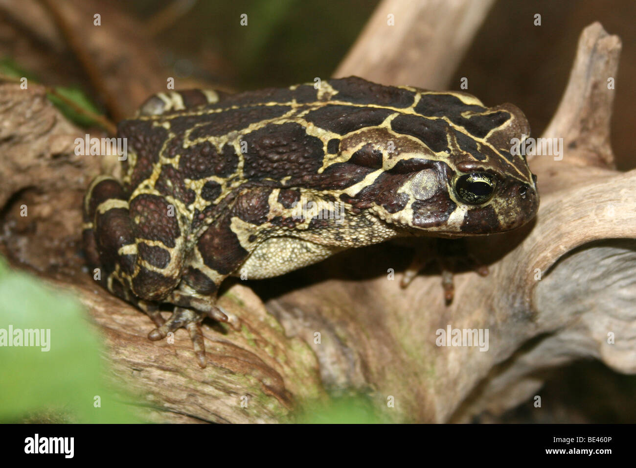 Western Leopard Toad Amietophrynus pantherinus Taken In South Africa ...