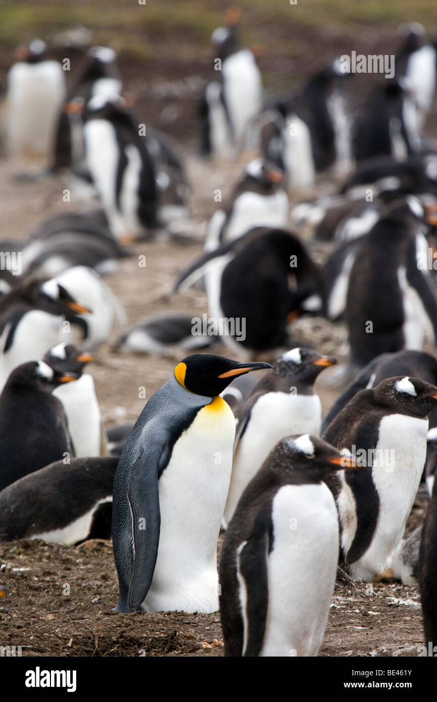 King sparrow hi-res stock photography and images - Alamy