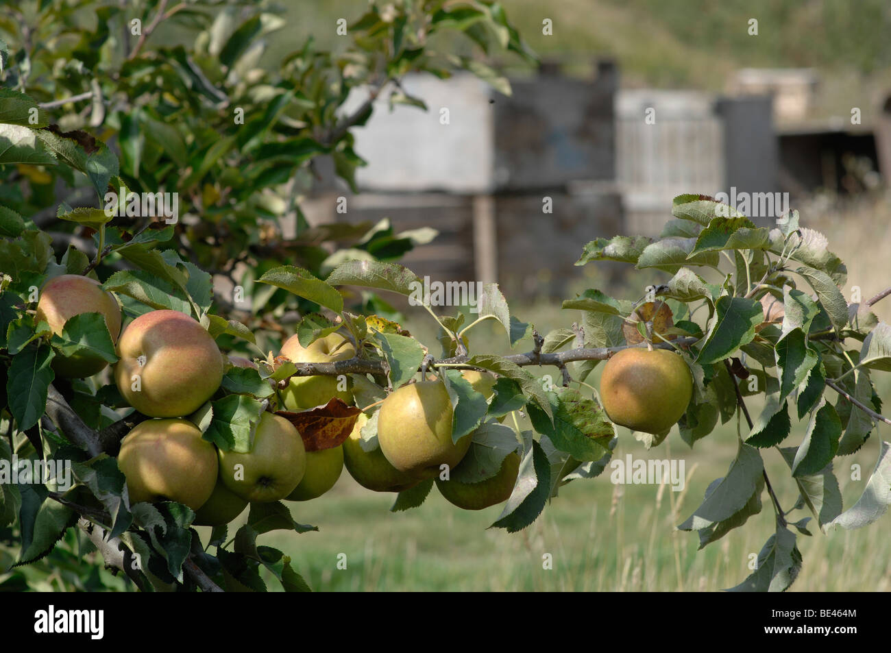 Apple orchard in Kent Stock Photo - Alamy