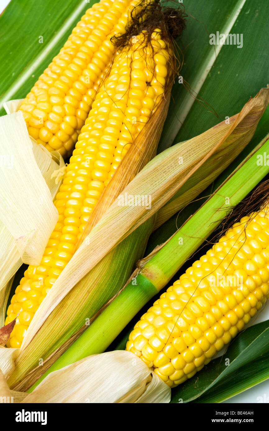 three cobs of corn on their leaves Stock Photo - Alamy