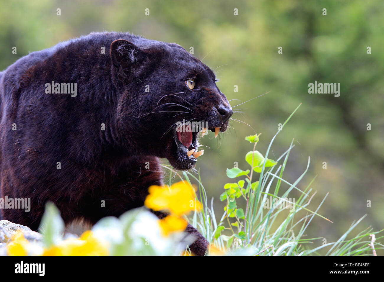 Black Panther (Panthera pardus). Black color phase of leopard, snarling ...