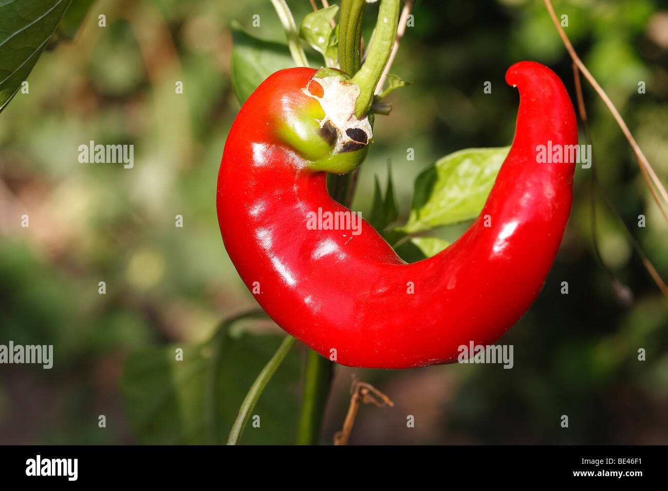 Red Pepper (Capsicum annuum), ripe pod Stock Photo - Alamy
