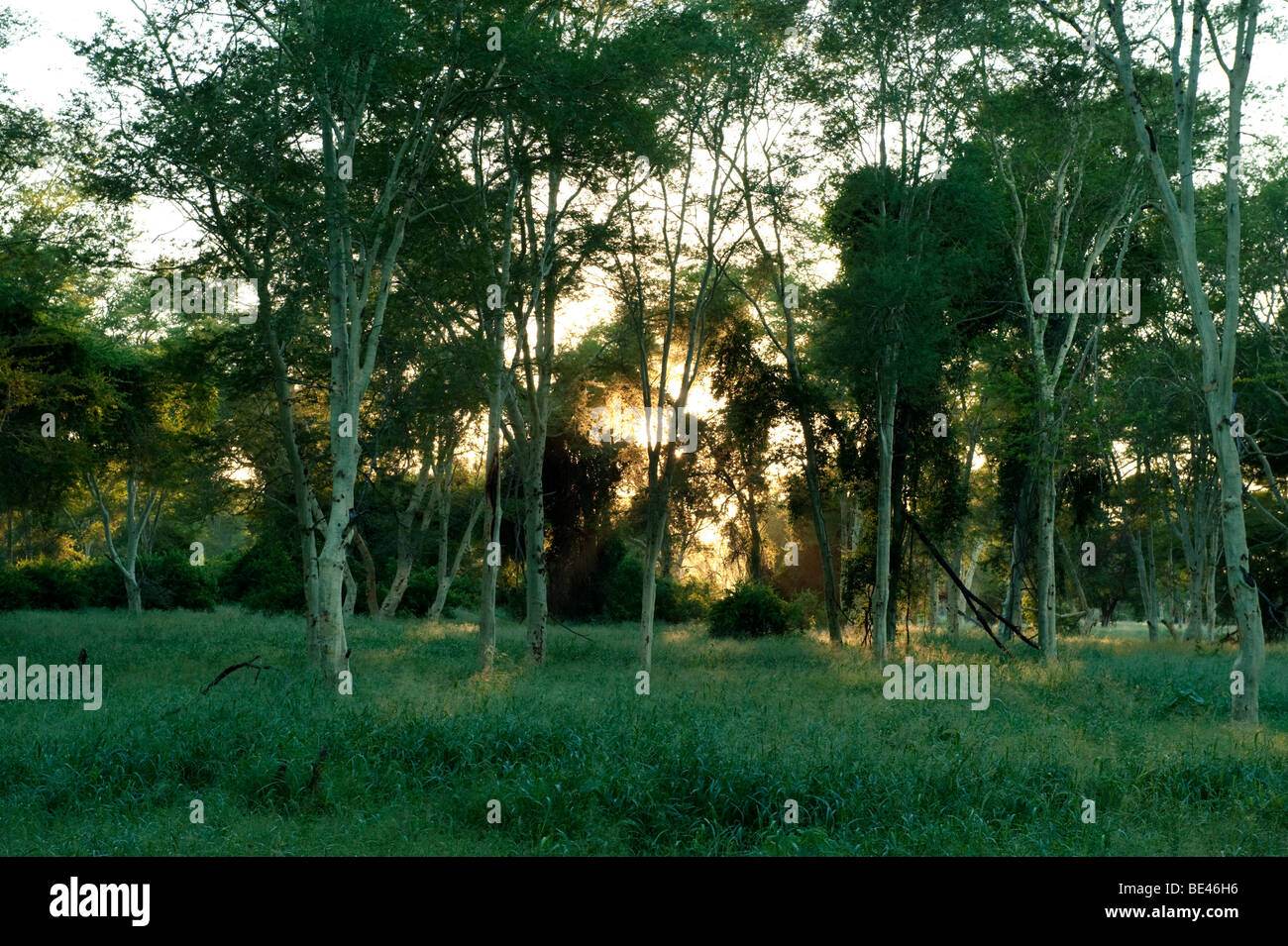 Fever tree (Acacia xanthophloea) forest in Northern Kruger National ...
