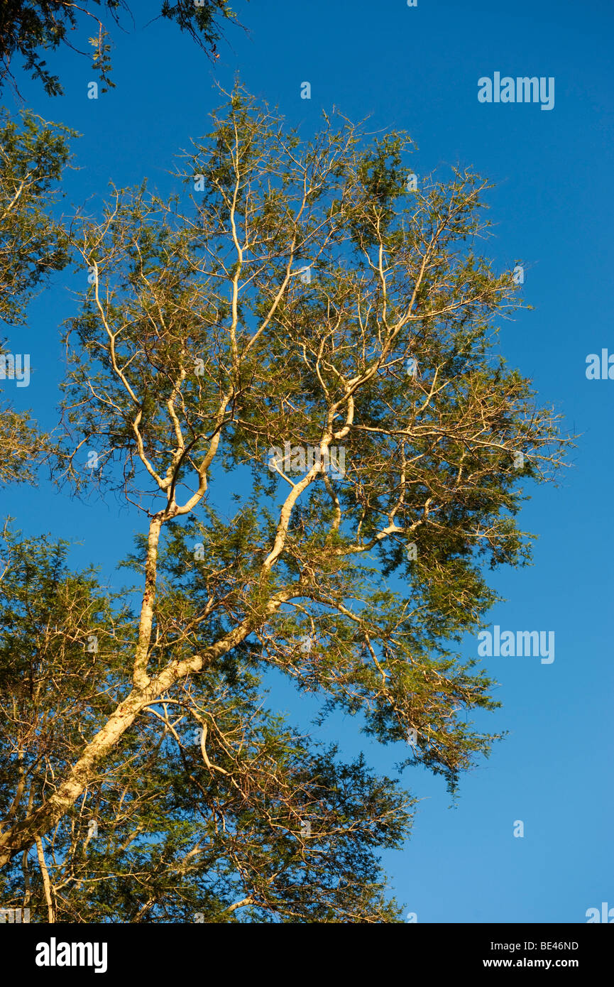 Fever Tree Africa Stock Photos & Fever Tree Africa Stock Images - Alamy