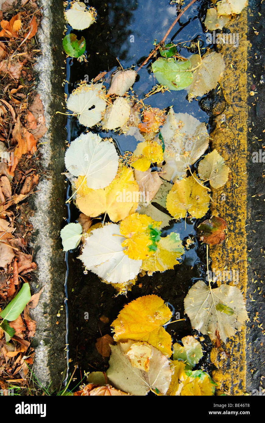 Fallen autumn leaves lie in a pool of water at the side of a road Stock ...