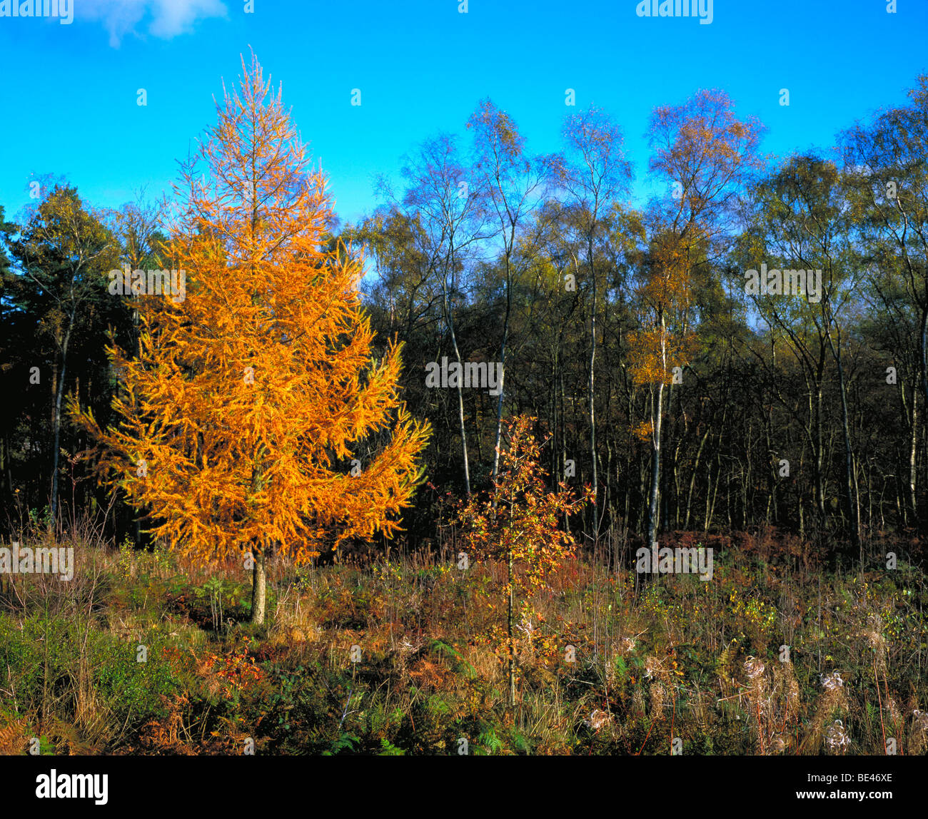 Lickey Hills Country Park Birmingham West Midlands larch tree & oak ...