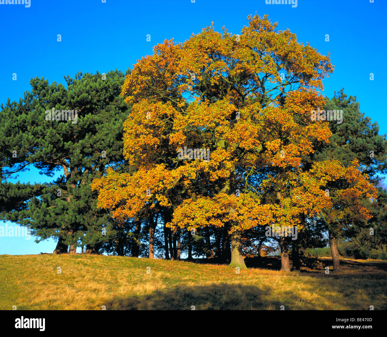 Sutton Park Sutton Coldfield Birmingham West Midlands oak tree in a ...