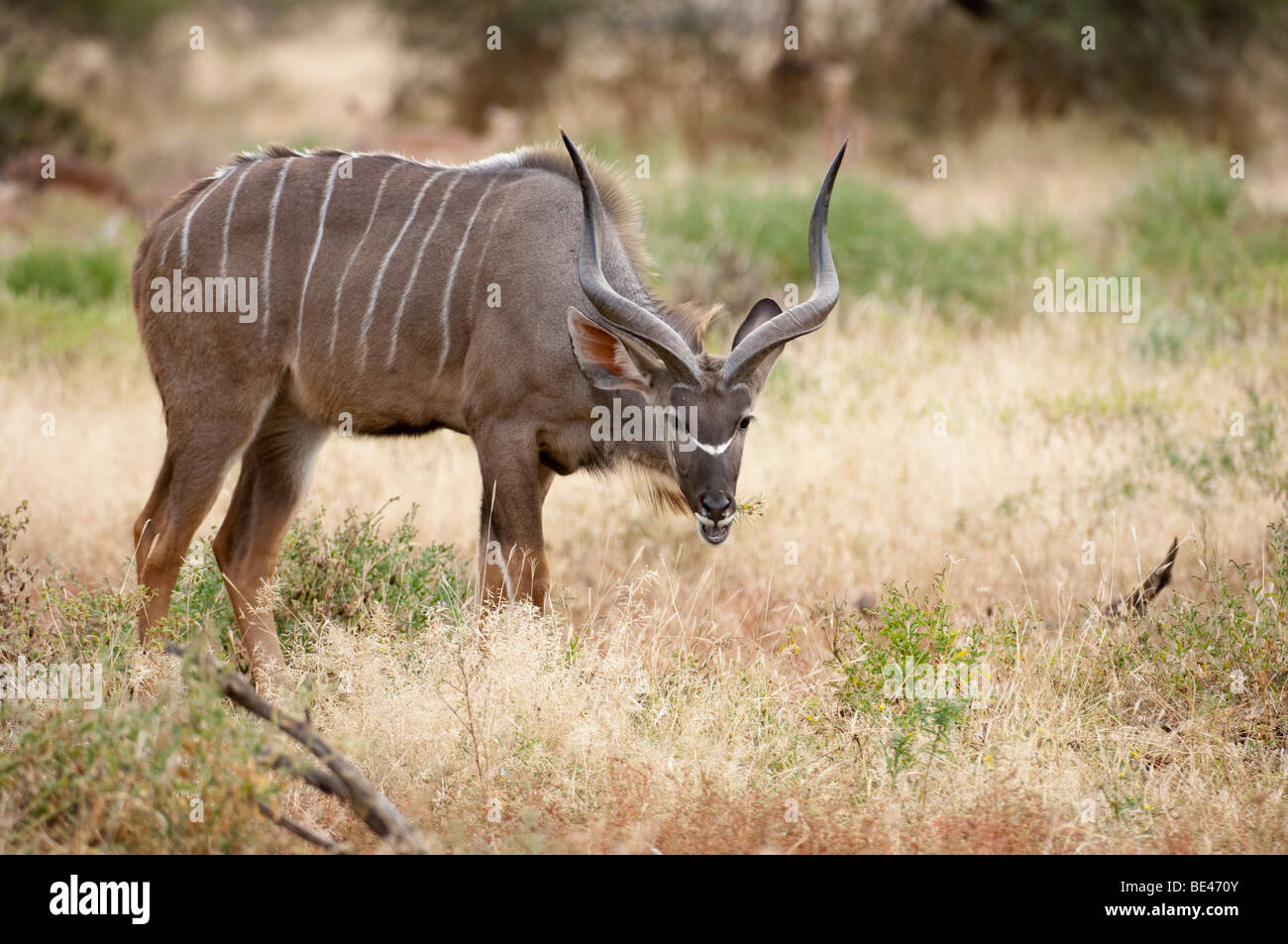 Greater kudu (Tragelaphus strepsiceros), Tuli Block, Botswana Stock ...