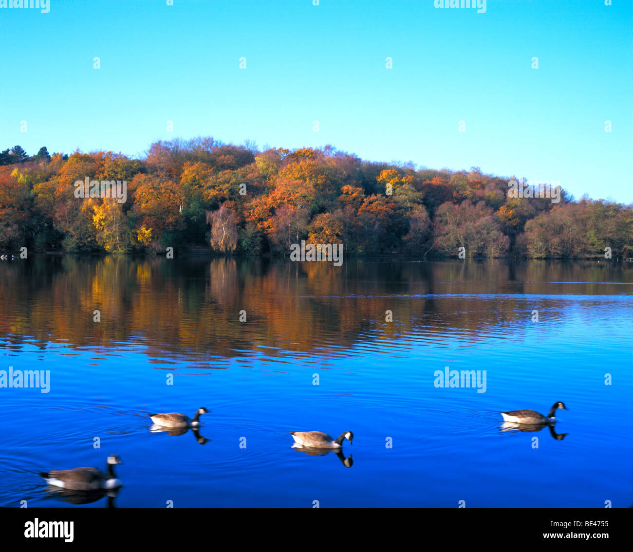 Sutton Park Sutton Coldfield West Midlands lake with Canada Geese Stock ...