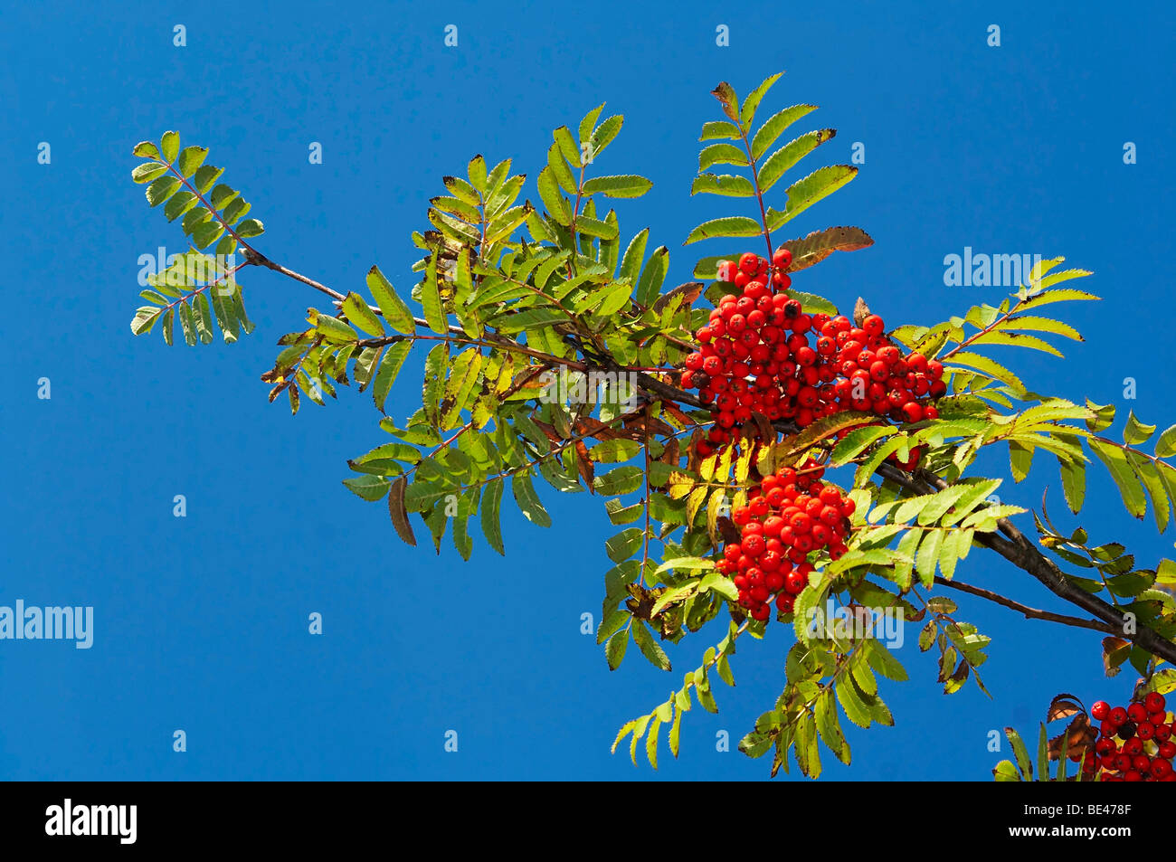 Sorb hi-res stock photography and images - Alamy