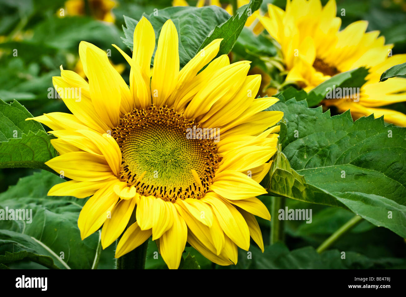 Large sunflower head, with others in background Stock Photo - Alamy