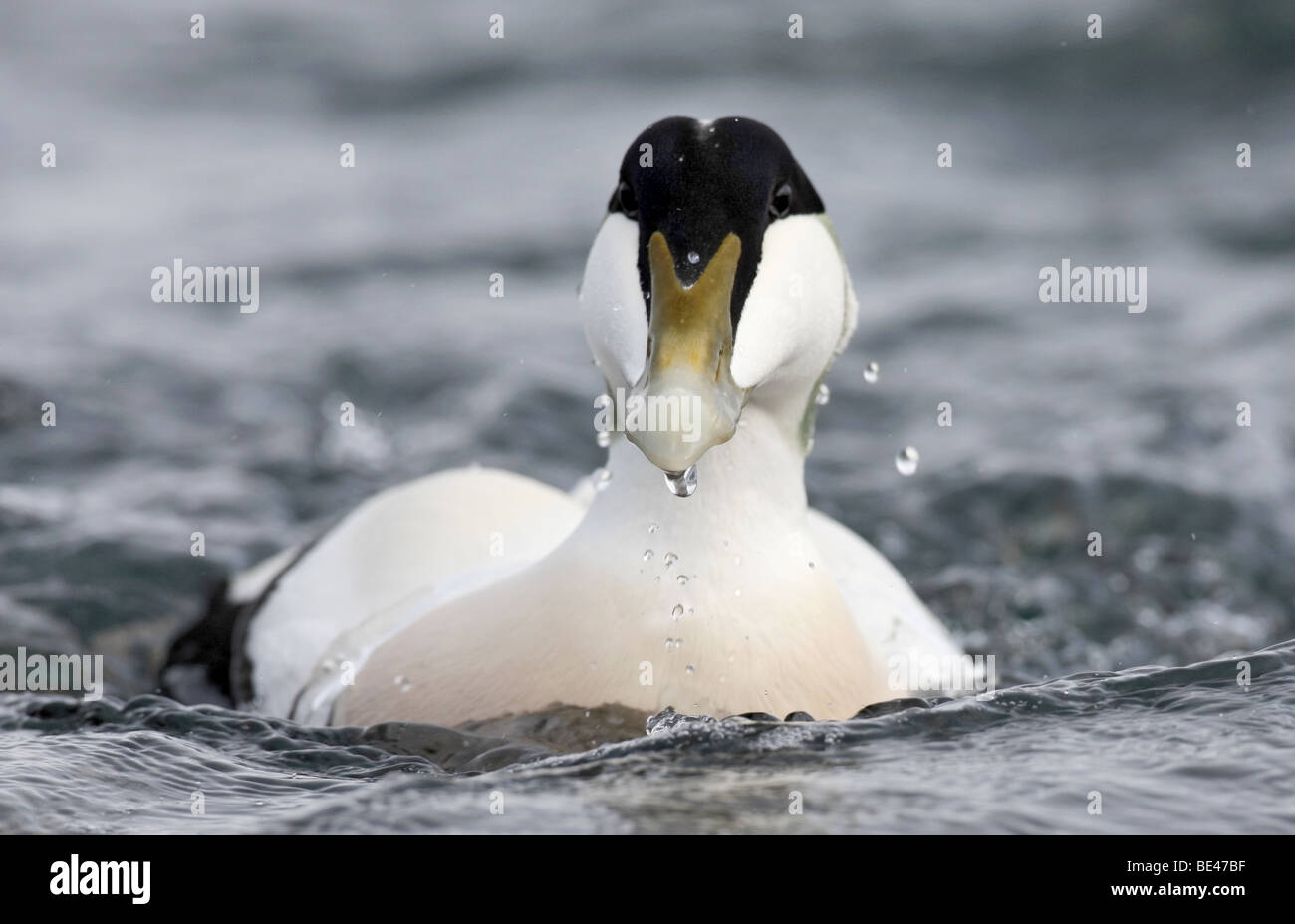 Eider duck hi-res stock photography and images - Alamy
