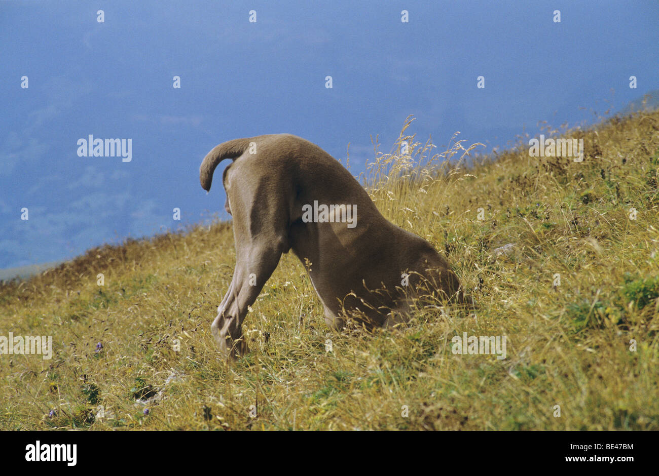 Dogs Digging Stock Photos & Dogs Digging Stock Images - Alamy