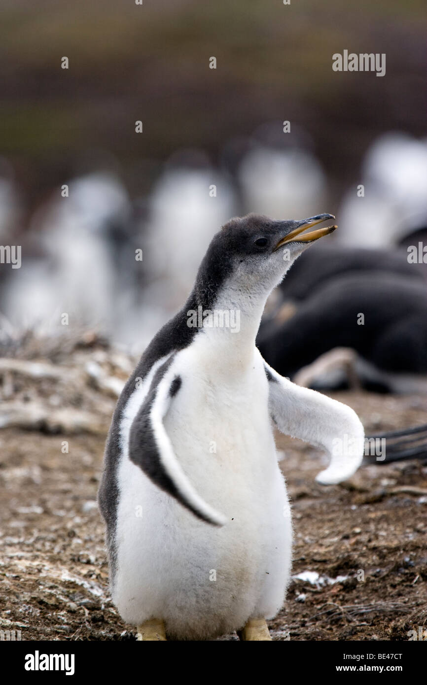 Penguin flippers hi-res stock photography and images - Alamy