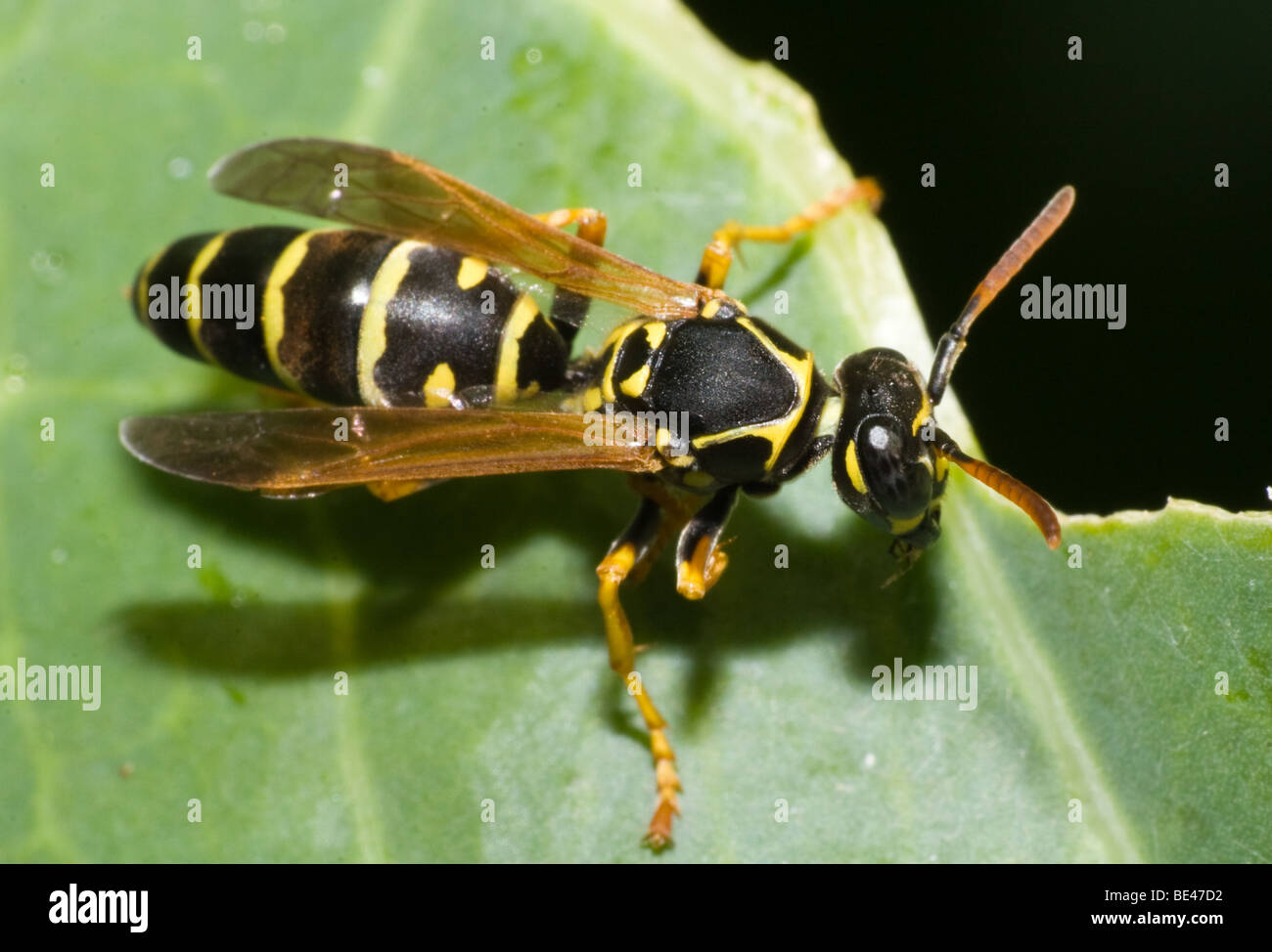 Wasp on green sheet of a plant Stock Photo - Alamy