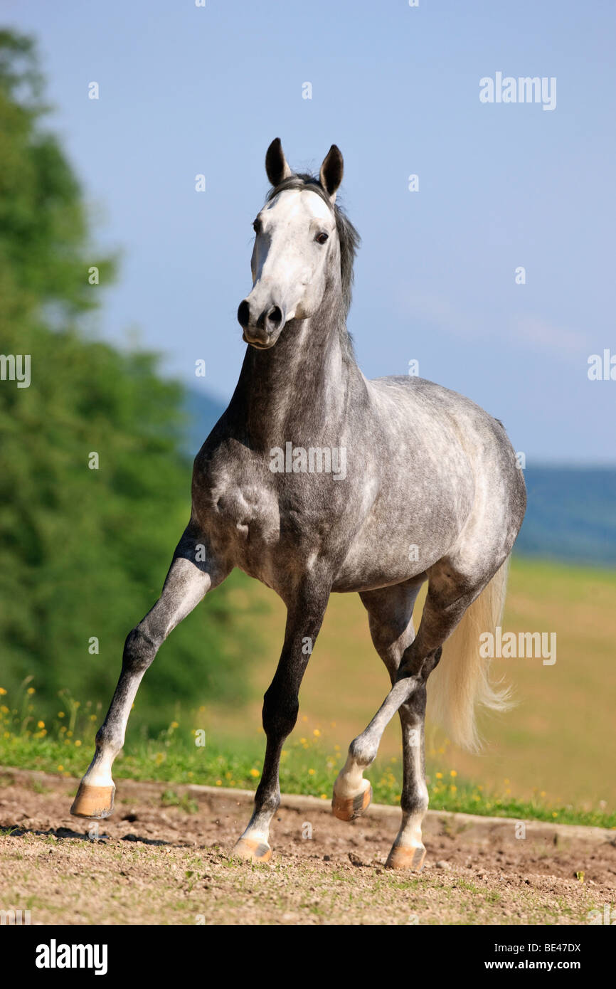 Trakehner horse - walking Stock Photo - Alamy