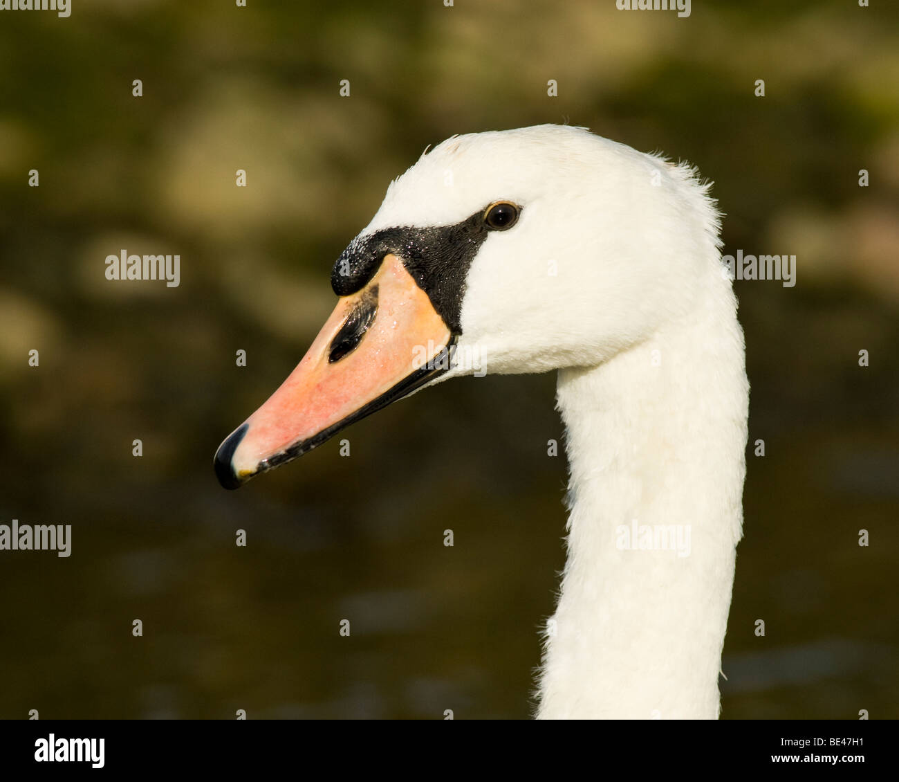 Portrait of a Mute Swan Looking Left Stock Photo - Alamy
